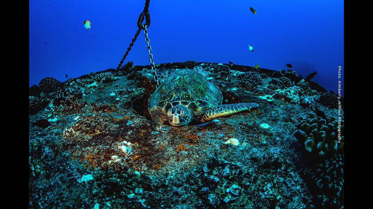 Atlantis Adventures | Atlantis Submarine Tour Waikiki