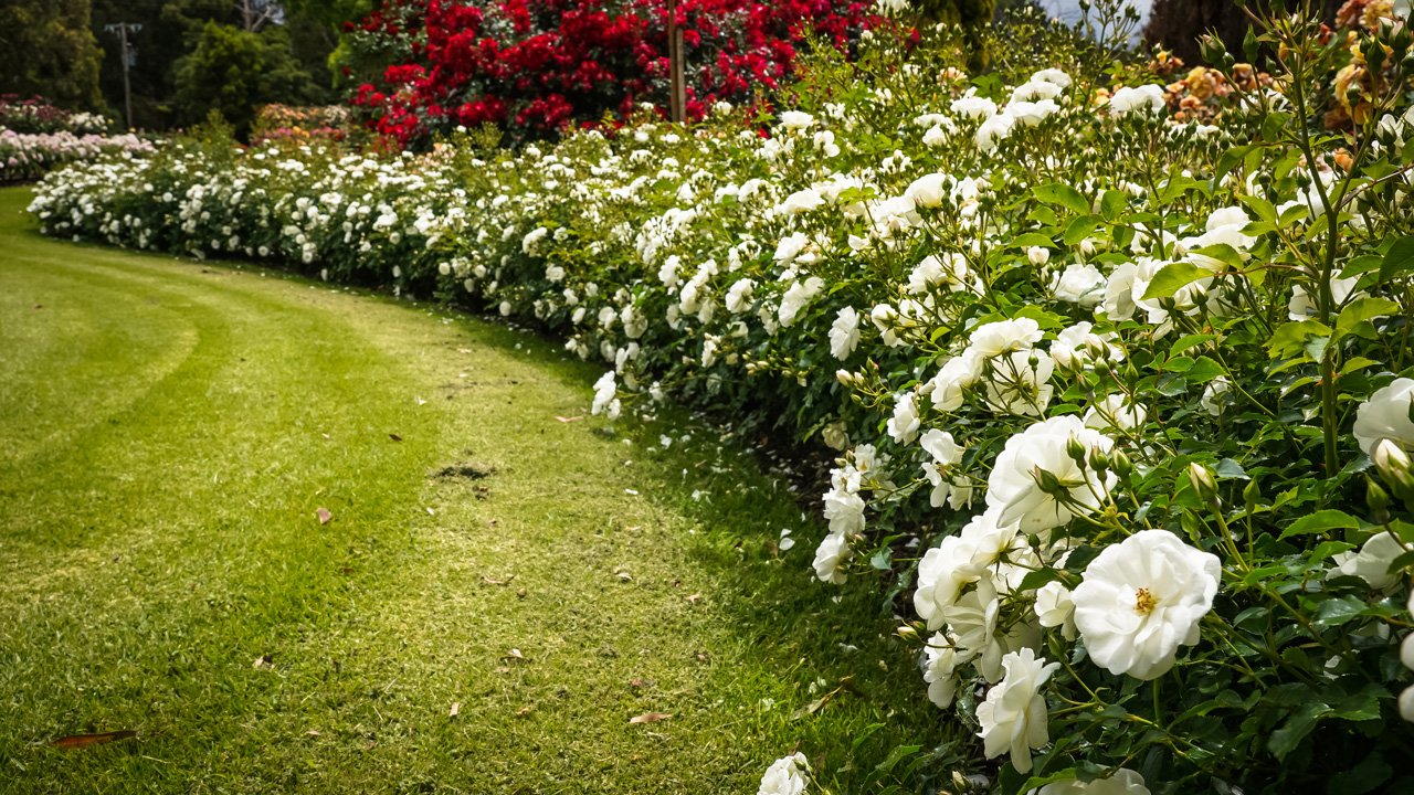 Treloar Roses - Tours| Garden Hire - A Garden Wedding In The Roses