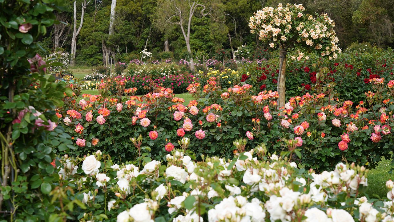 Treloar Roses - Tours| Garden Hire - A Garden Wedding In The Roses