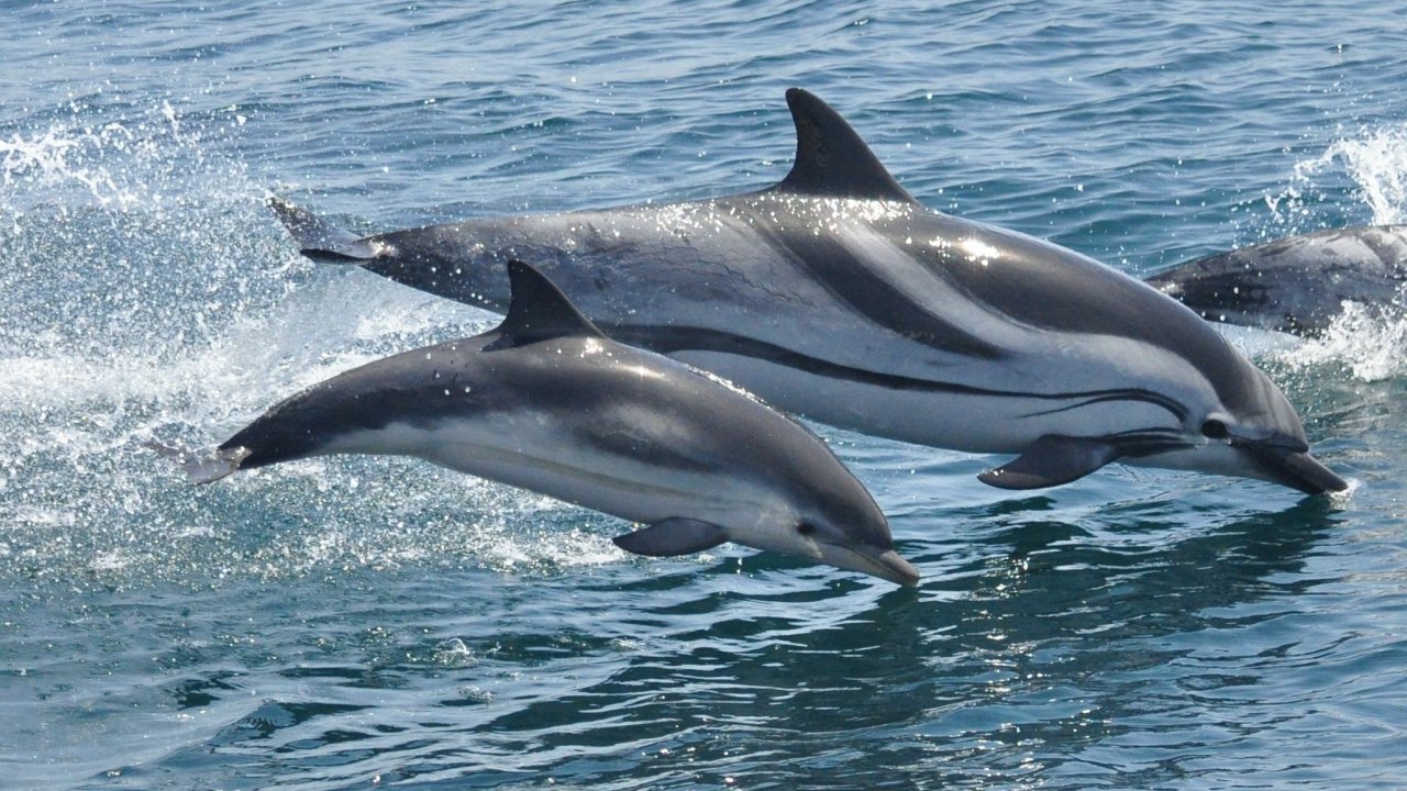 Dolphin Adventure | Dolphin Adventure